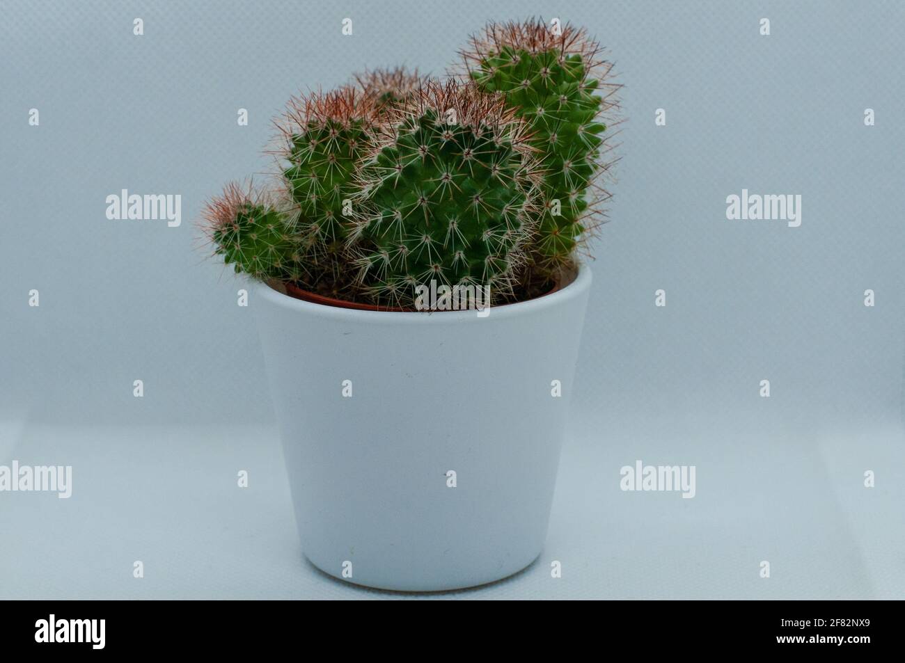 Cactus pot spiked isolated hi-res stock photography and images - Alamy