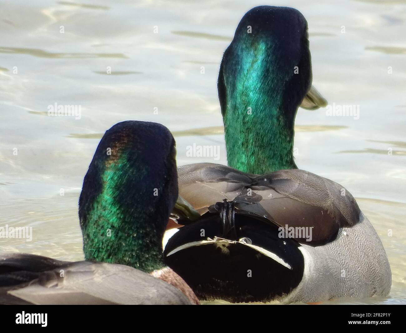 A back closeup view of two green mallard ducks Stock Photo - Alamy