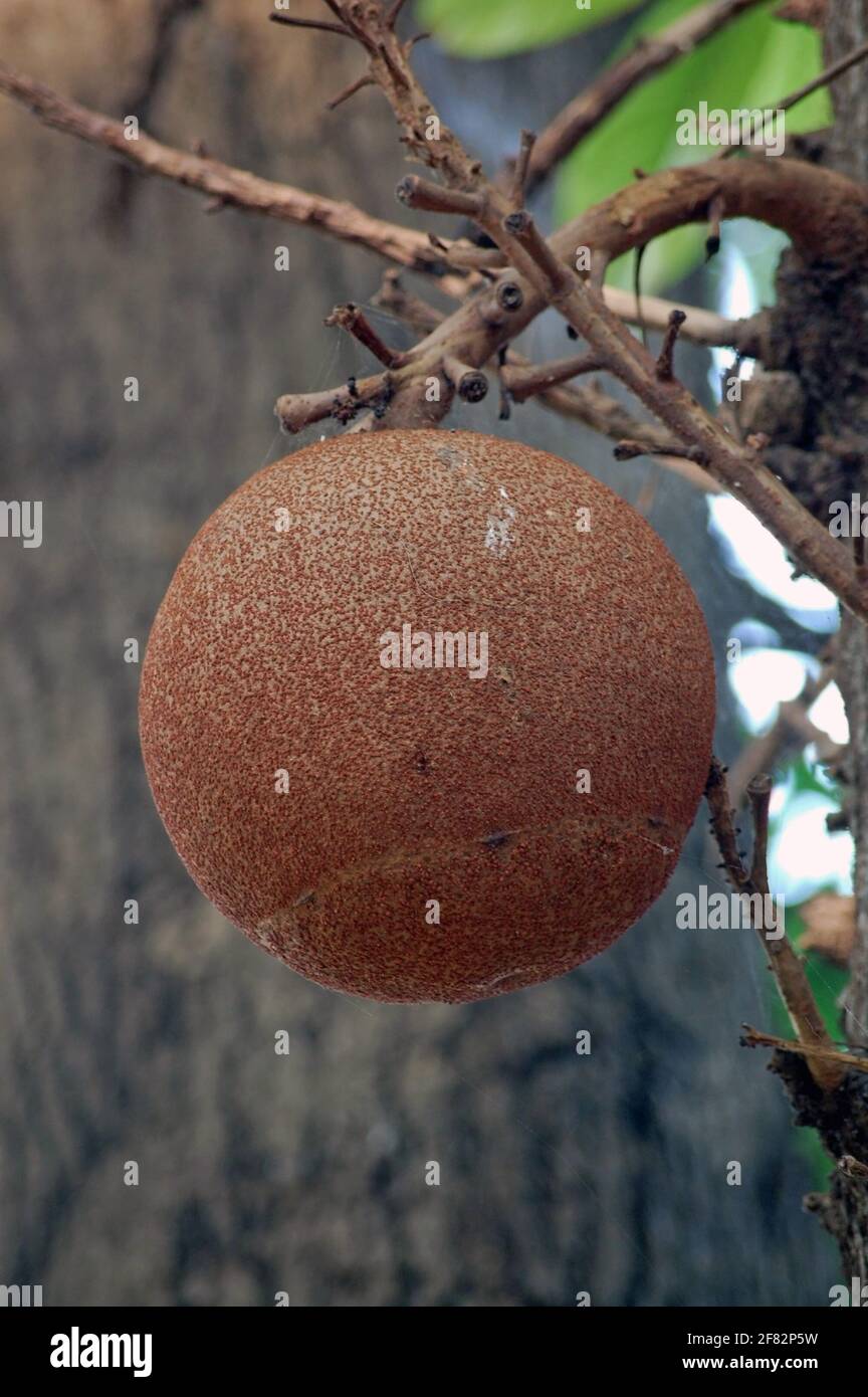 The large cannonball sized seedpod of the cannonball tree. Growing in ...