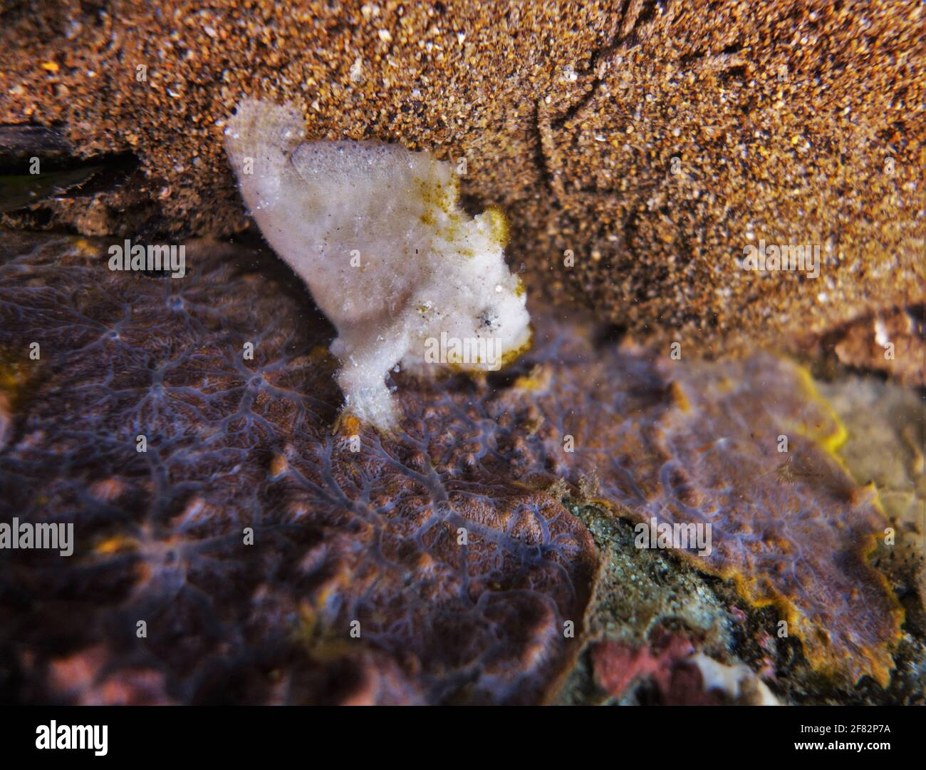 Small predator hi-res stock photography and images - Alamy