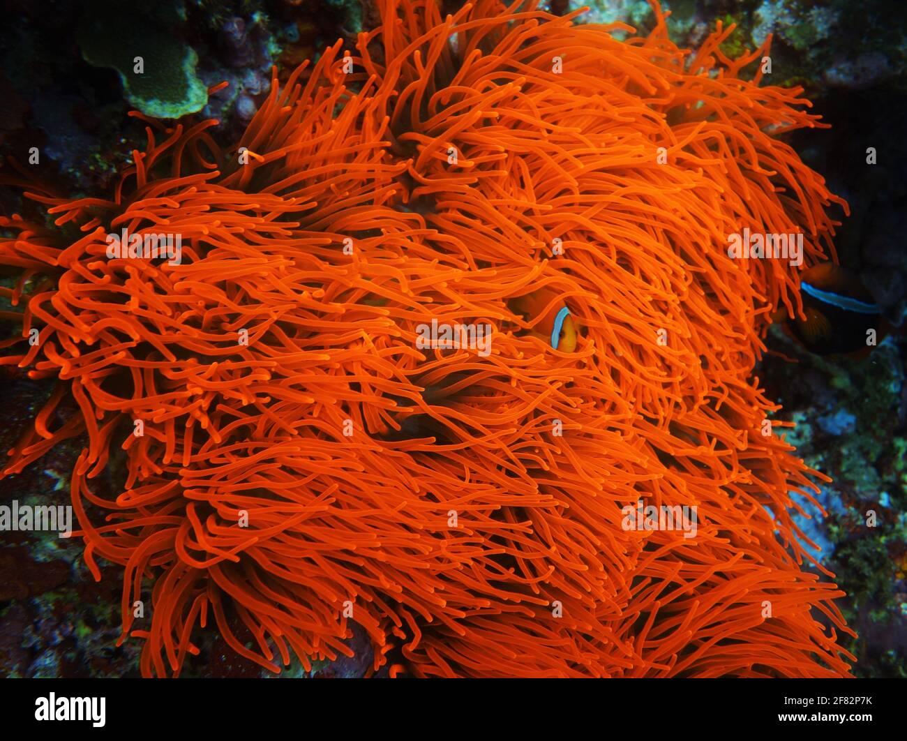 Clown fish hiding amongst the colourful anemone Stock Photo - Alamy