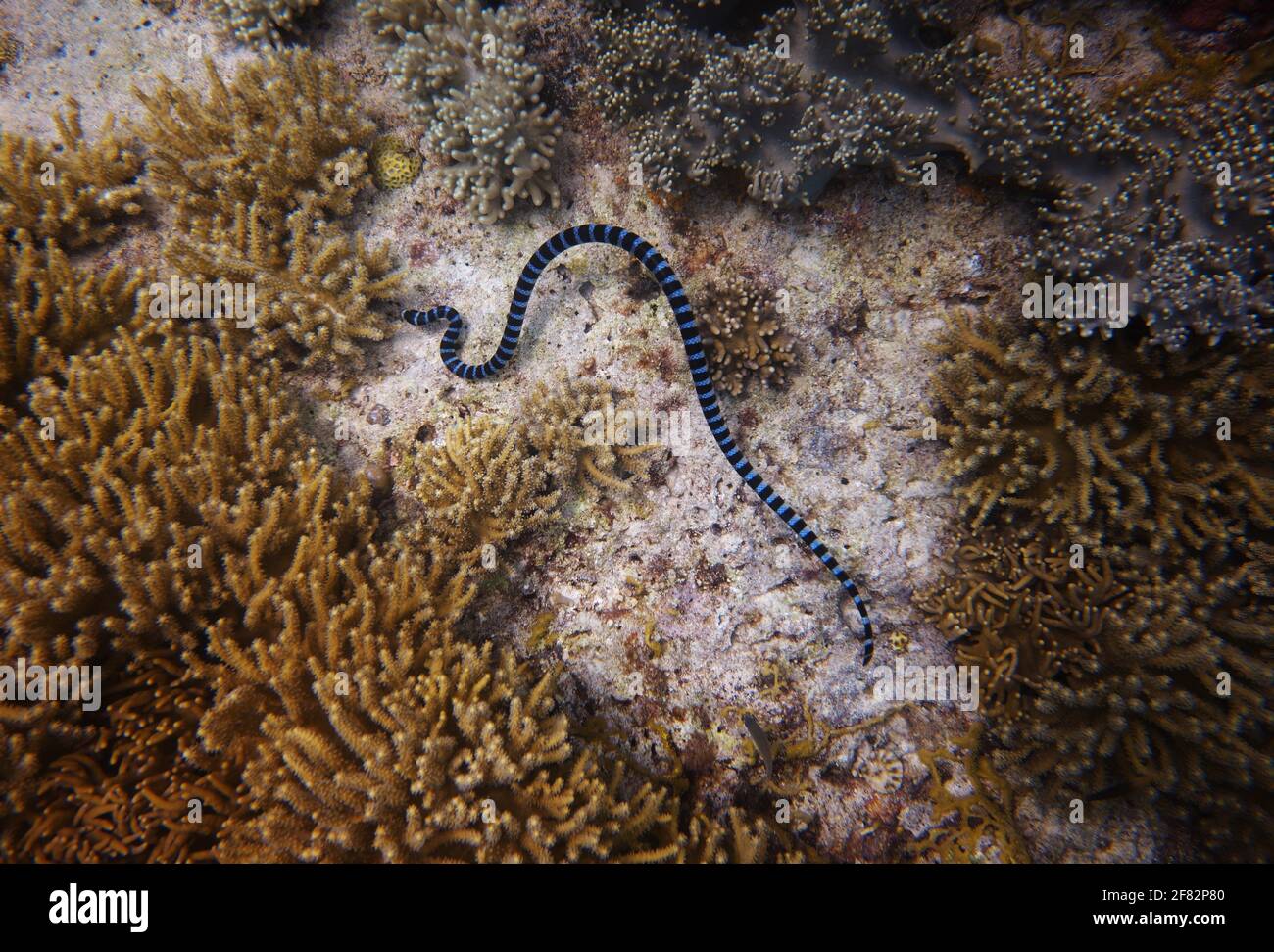 Beautiful striped sea krait hi-res stock photography and images - Alamy