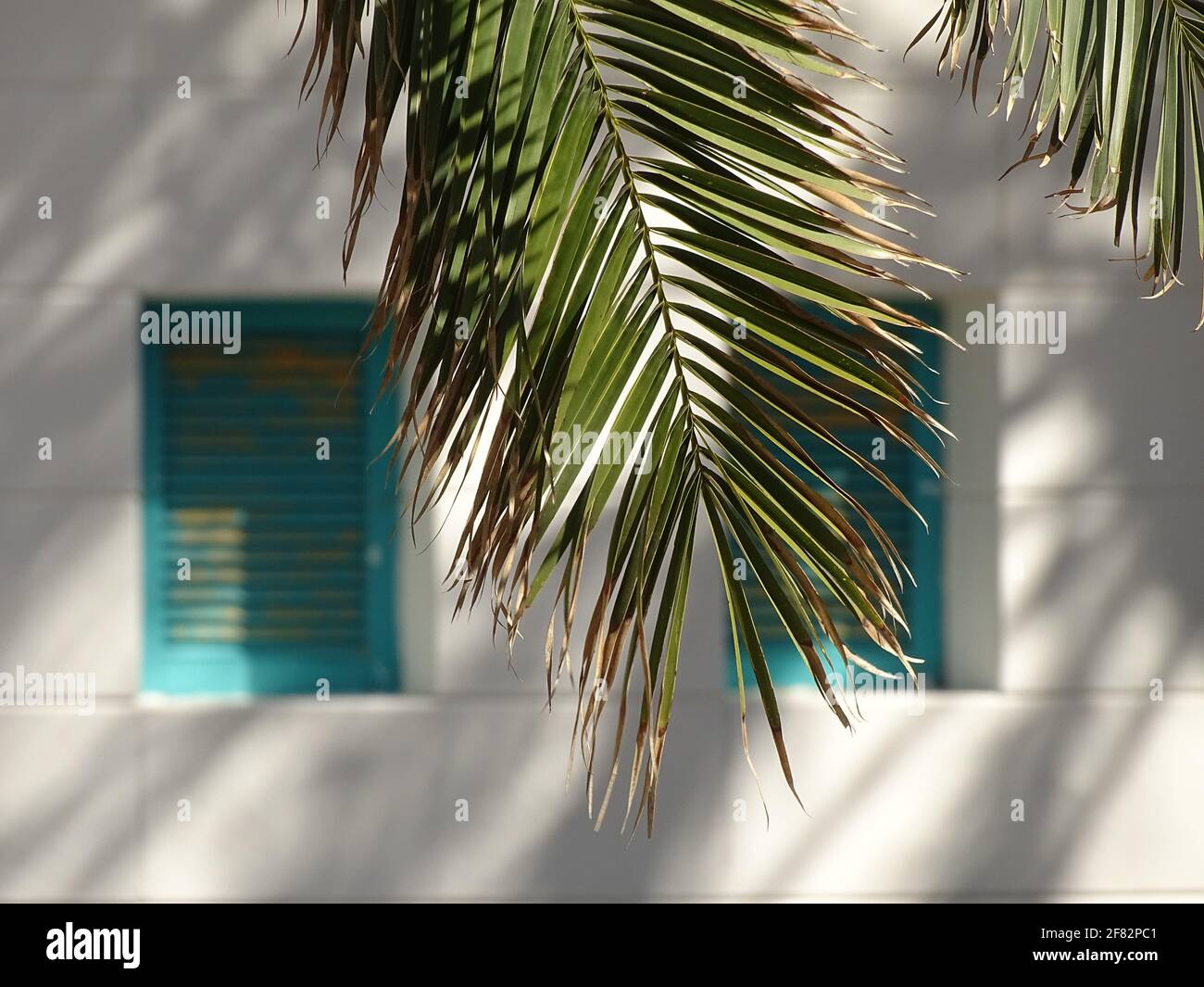 A palm tree branch in front of a resort facade Stock Photo - Alamy