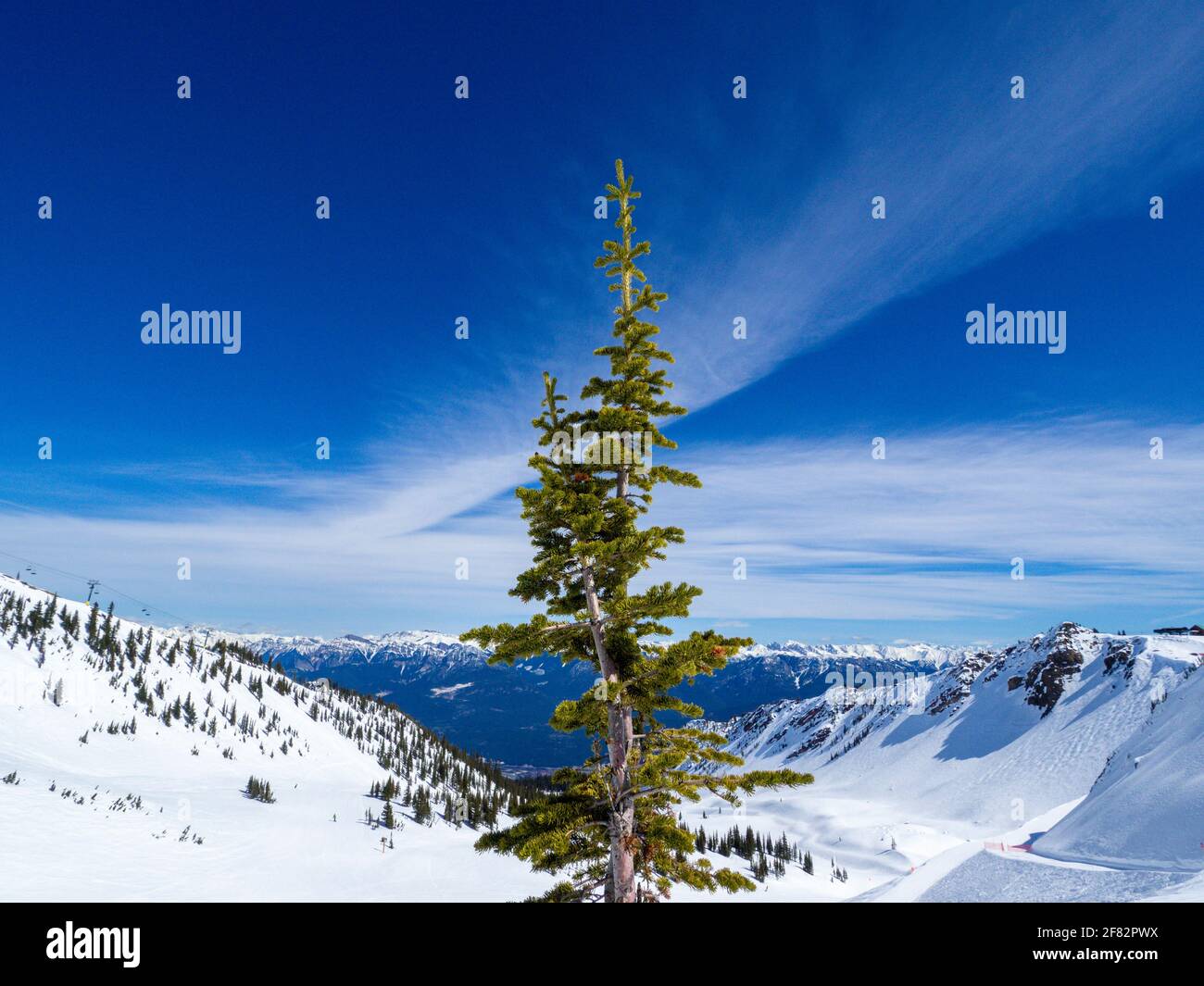 Focus on the tree hi-res stock photography and images - Alamy