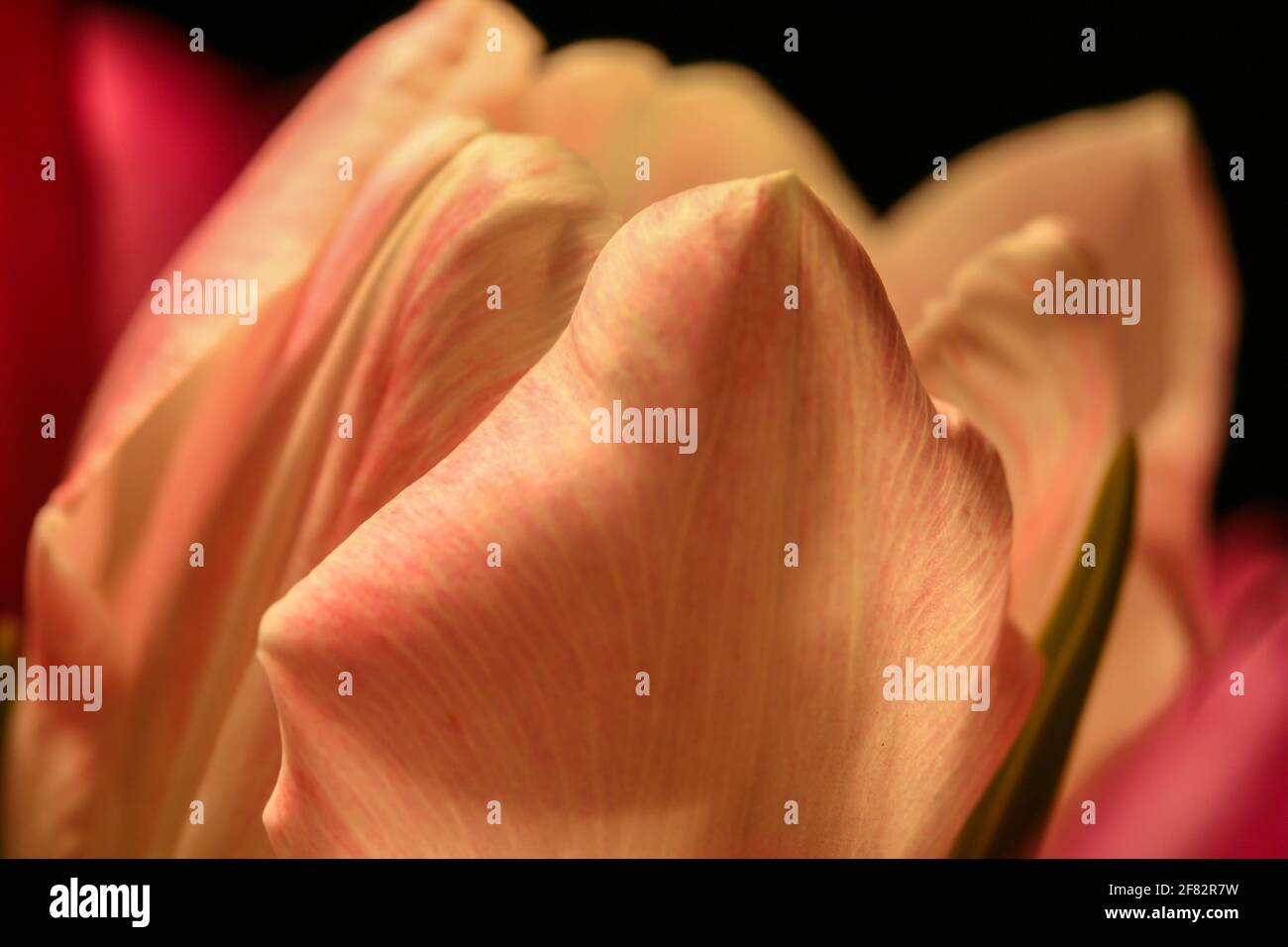 details of blooming red tulips in backlight Stock Photo - Alamy