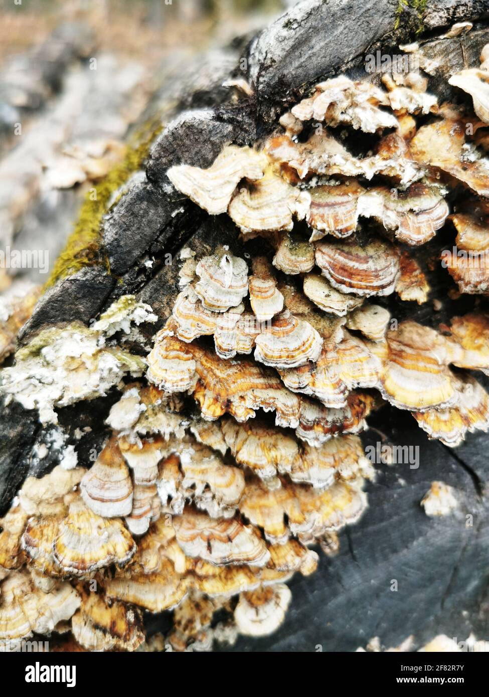 A closeup shot of tree bark with fungus in a forest Stock Photo - Alamy