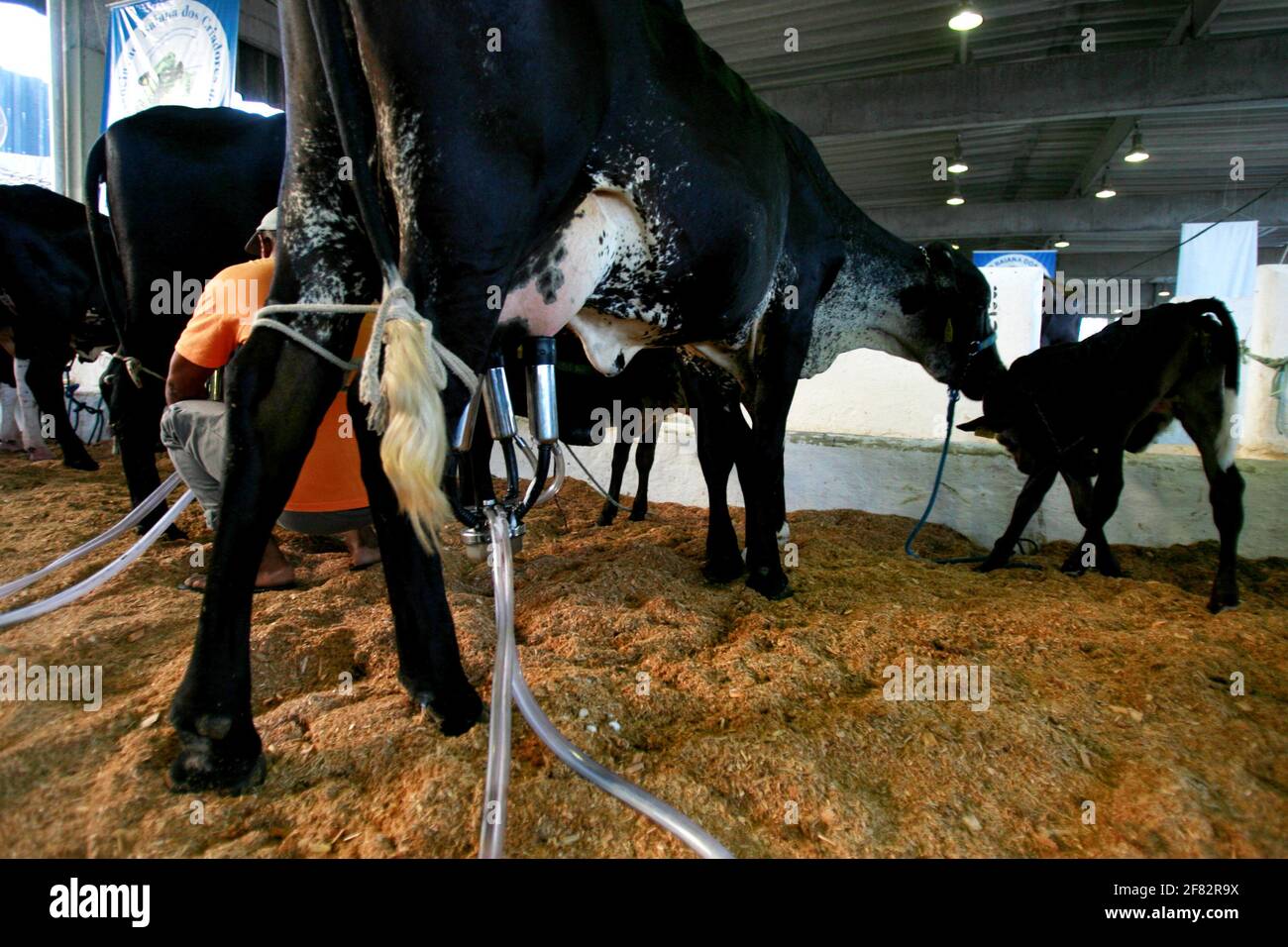 salvador, bahia / brazil - d3, 2014: Cowboy is seen doing mechanized ...