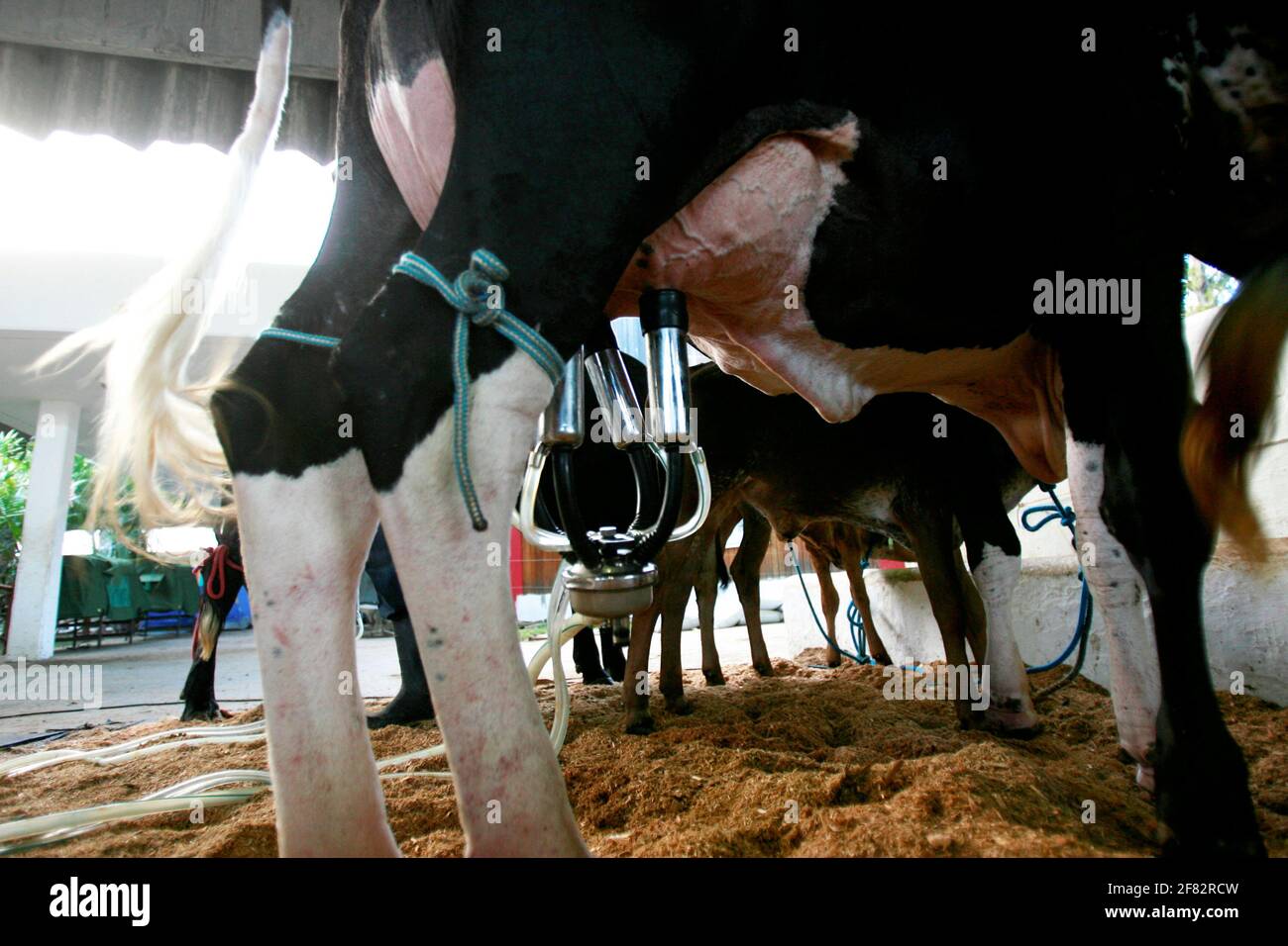 salvador, bahia / brazil - d3, 2014: Cowboy is seen doing mechanized ...