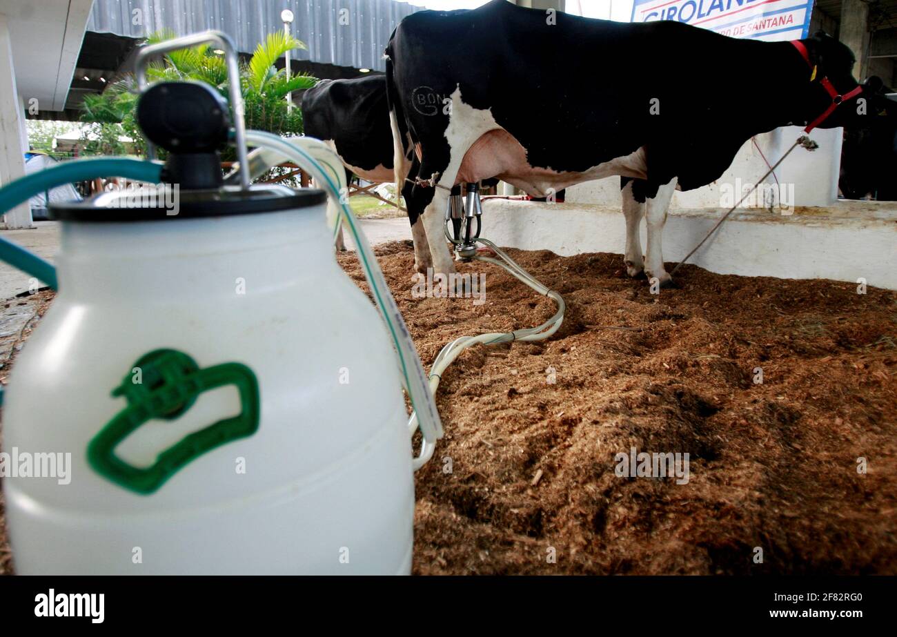 Cattle sorting hi-res stock photography and images - Alamy