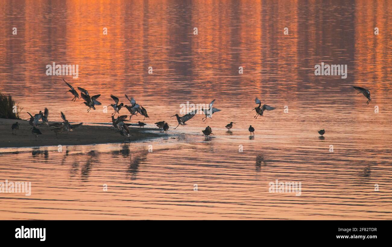 A group of birds playing on a calm sea near the shore during red sunset ...