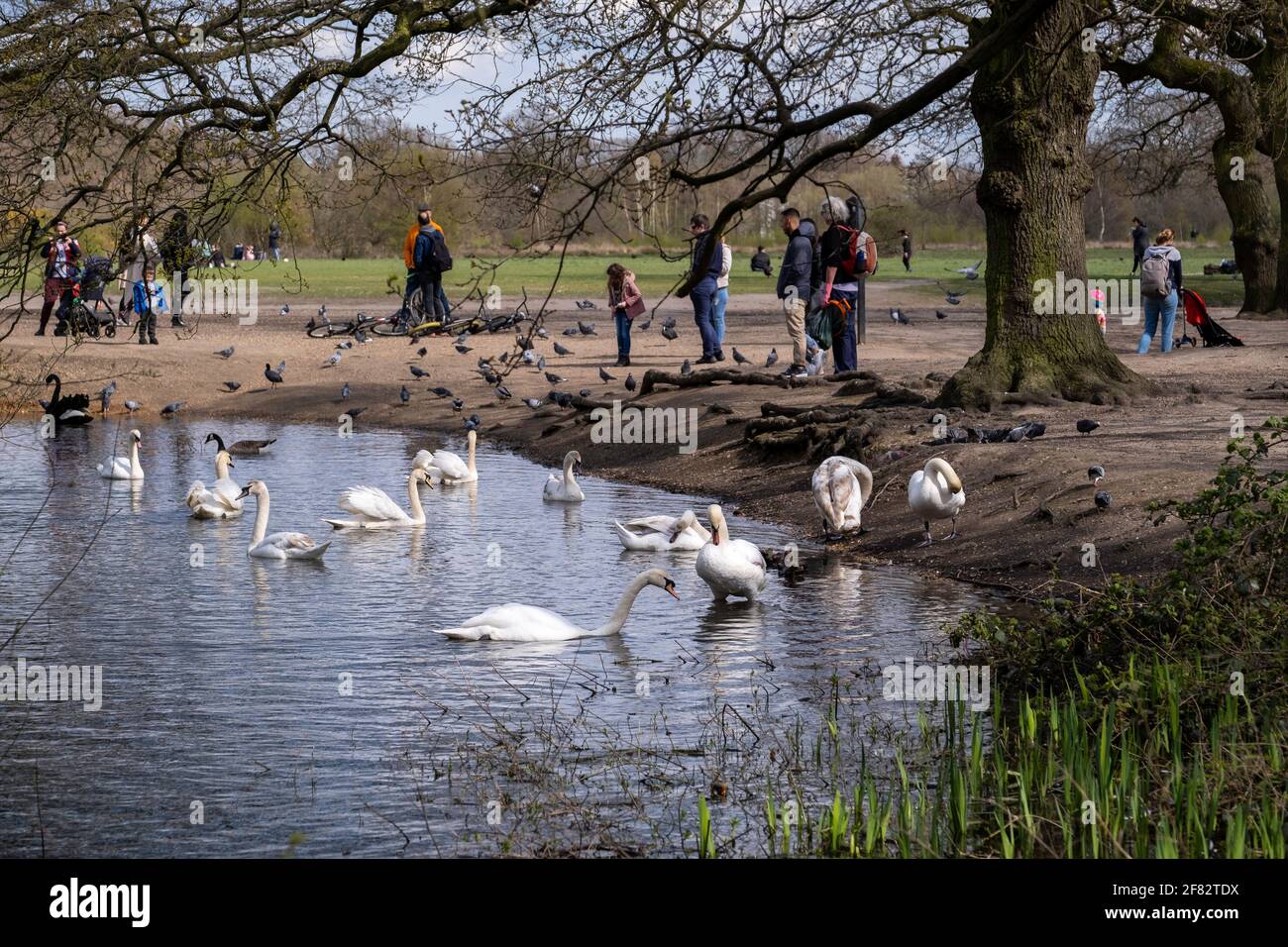 Hollow Ponds, Epping Forest, Laytonstone, London, United Kingdom Stock ...