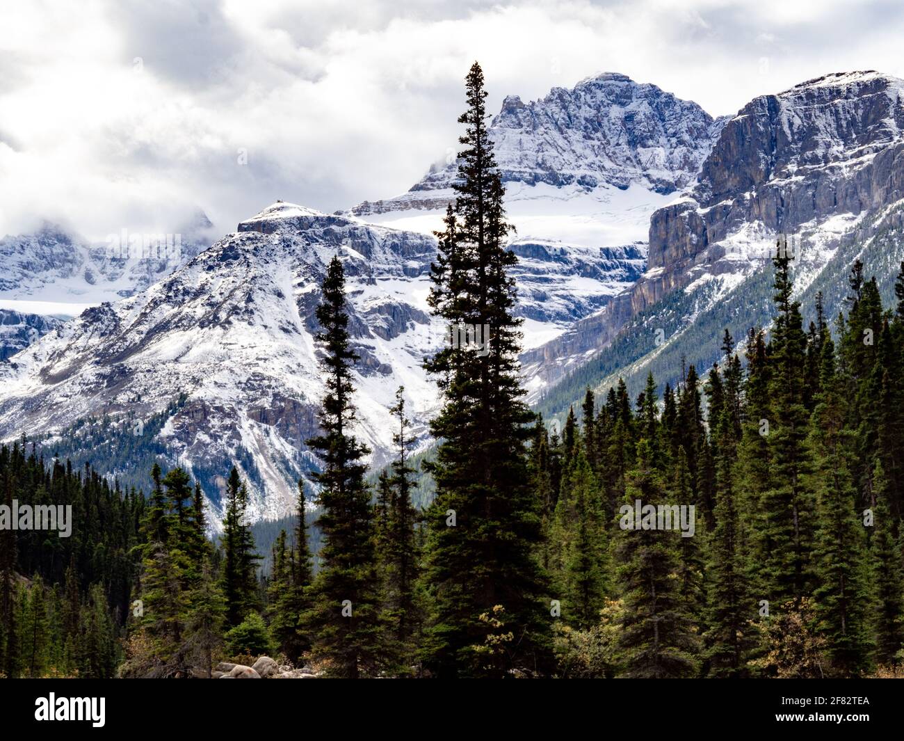 top of a mountain in winter with pine tree forest in the foreground ...