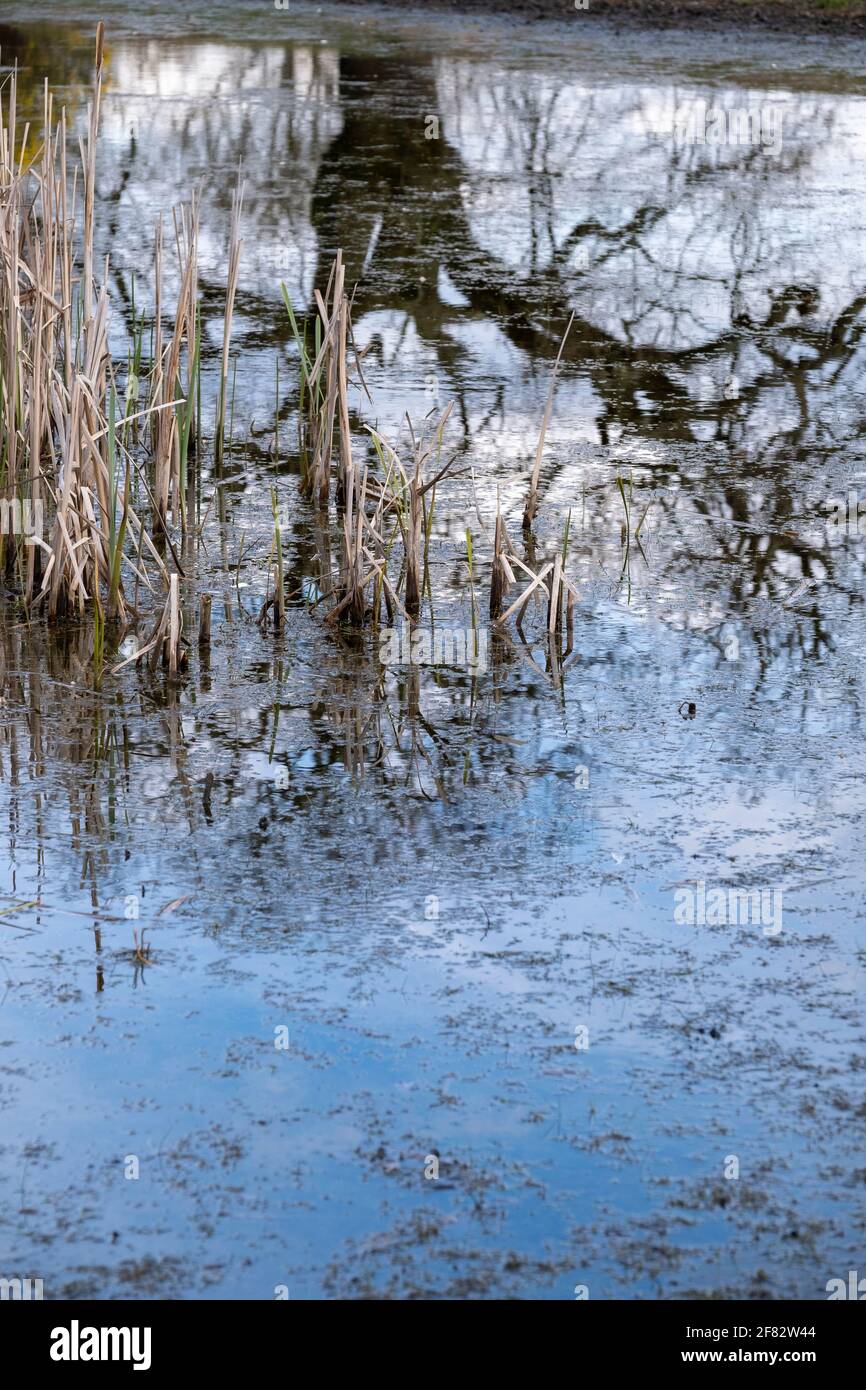 Hollow Ponds, Epping Forest, Laytonstone, London, United Kingdom Stock ...