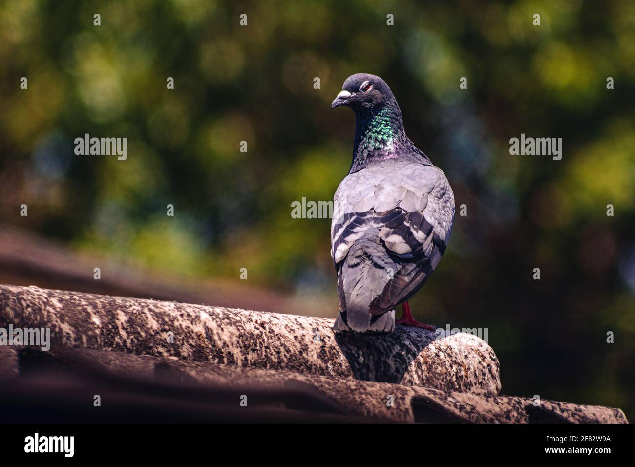 Pigeon log hi-res stock photography and images - Alamy