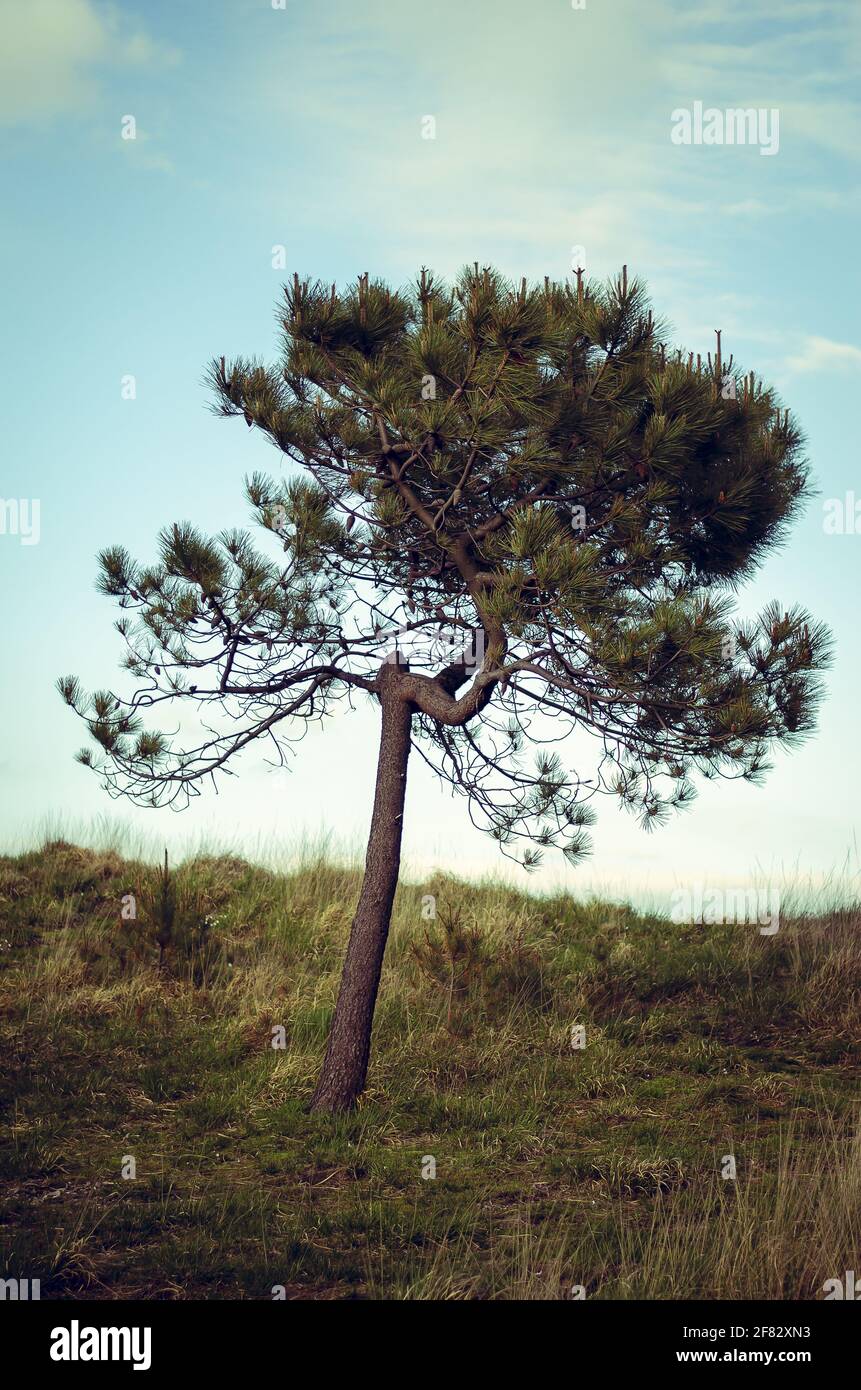 Crimean pine hi-res stock photography and images - Alamy