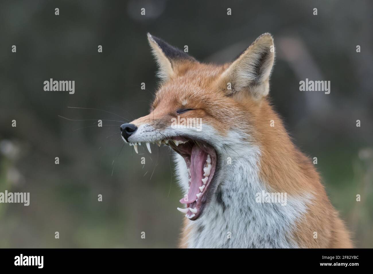 A close up of a beautiful yawning red fox, photographed in the dunes of ...