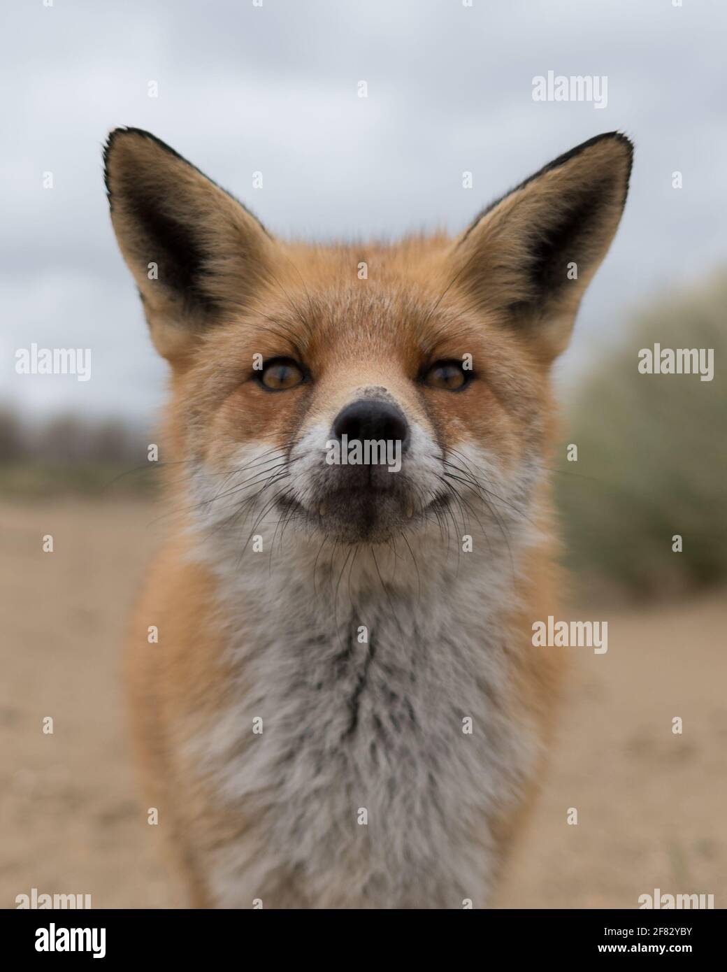 Beautiful red fox hi-res stock photography and images - Alamy