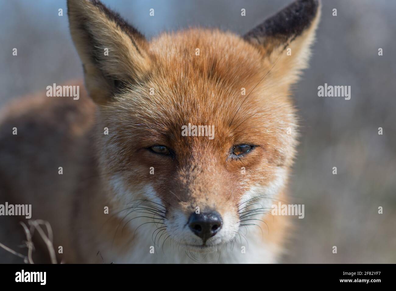 A close up of a beautiful red fox, photographed in the dunes of the ...