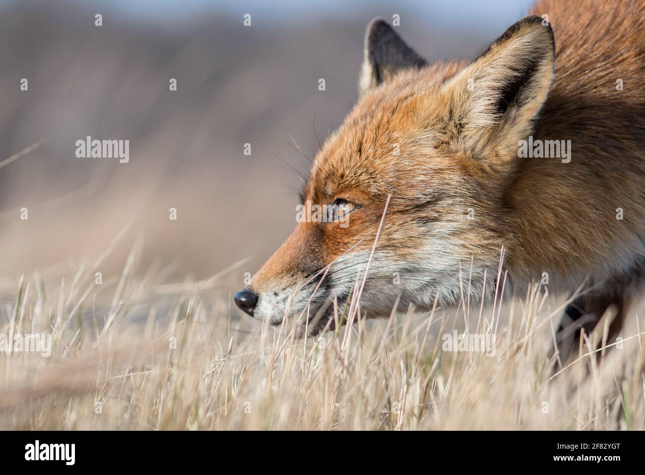 A close up of a beautiful red fox, photographed in the dunes of the ...