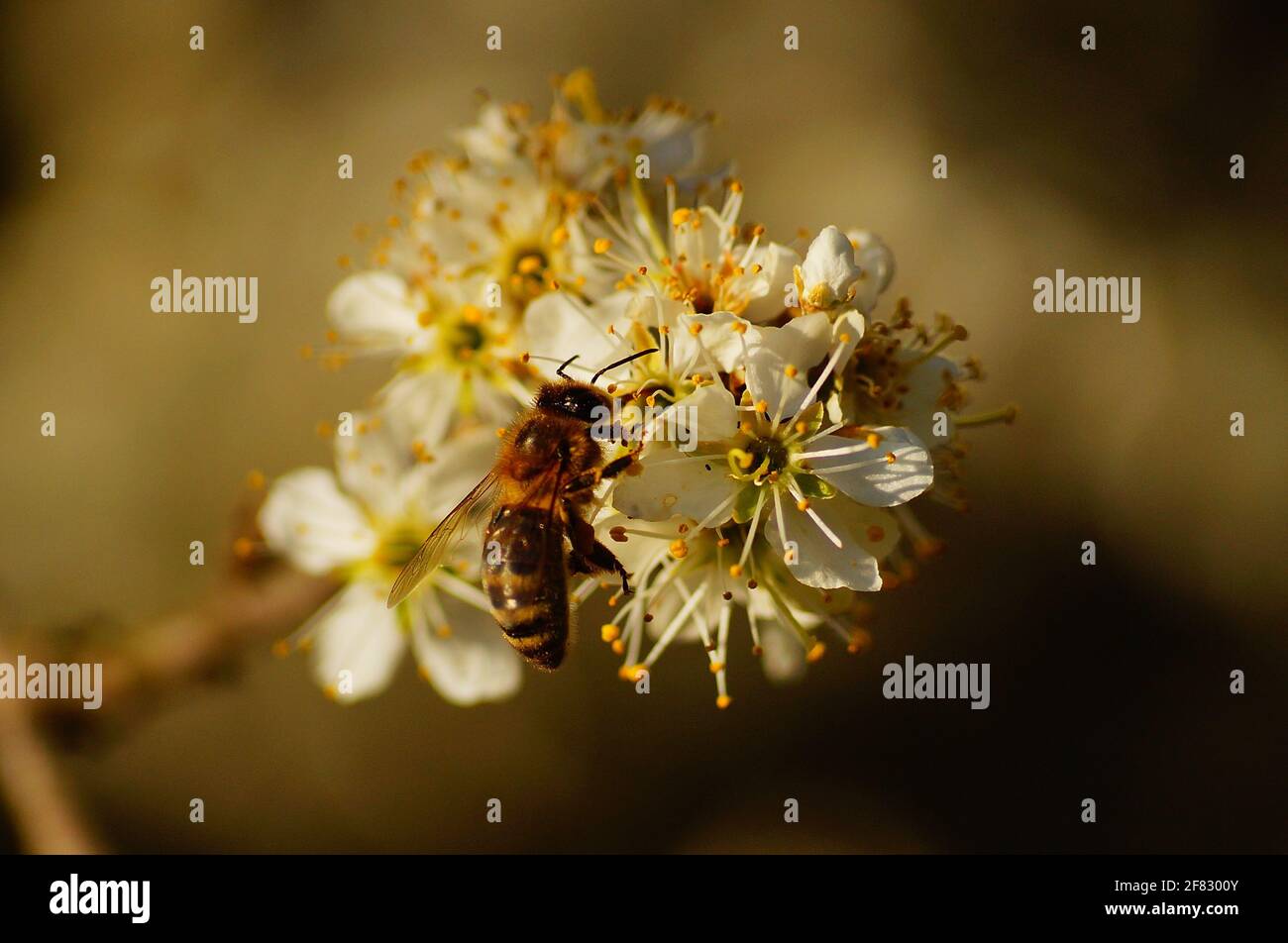 A honey bee on sloe flower. Macro, the pollen are well visible Stock ...