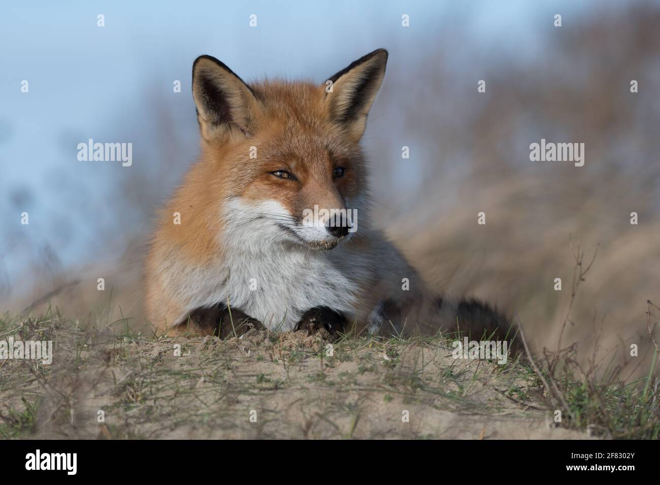 Red fox is relaxing in the dunes, photographed in the Netherlands Stock ...