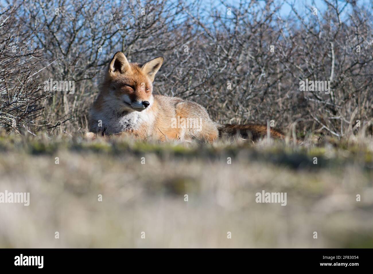 Red fox enjoys sun hi-res stock photography and images - Alamy