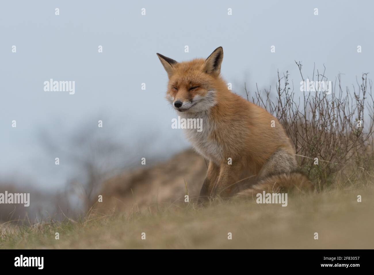 Red fox is relaxing in the dunes, photographed in the Netherlands Stock ...