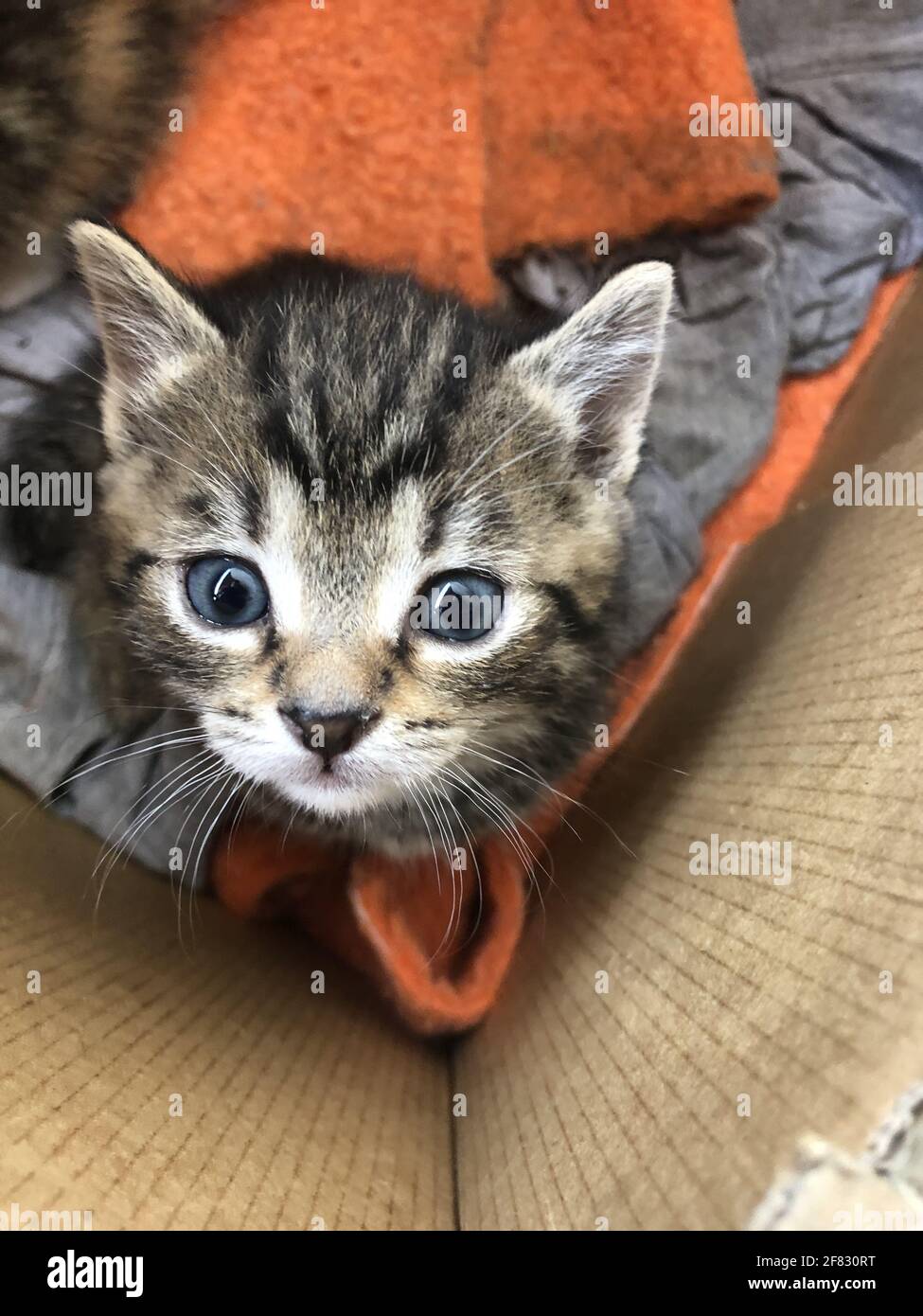 Cat inside a box hi-res stock photography and images - Alamy