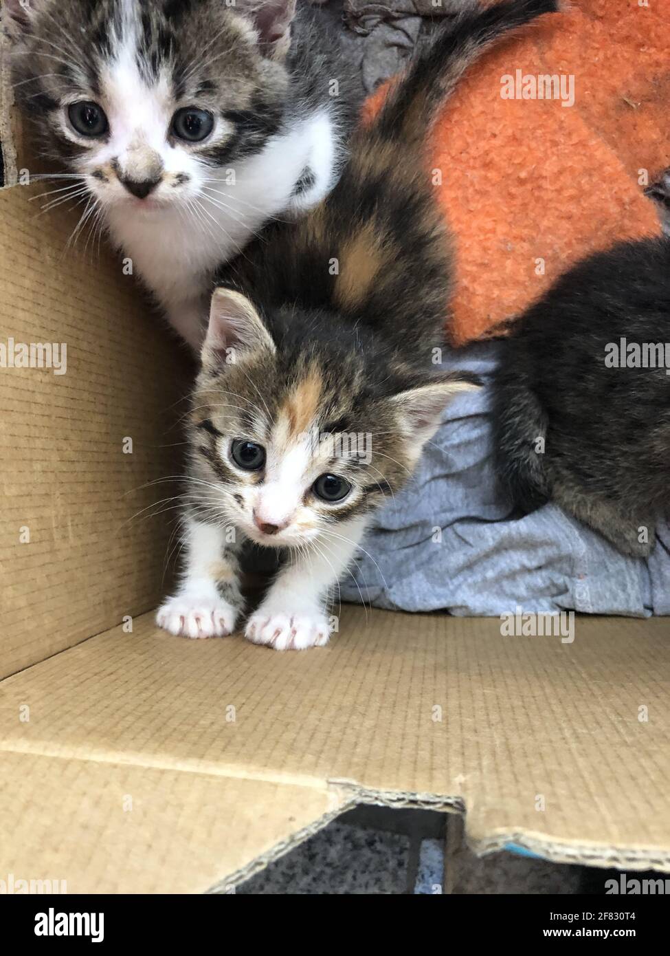 A top view of a group of young cat inside a box Stock Photo - Alamy