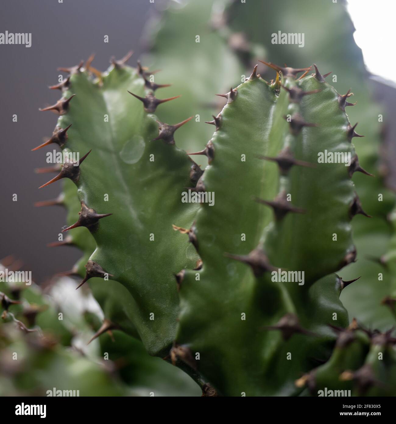 Cudgel hi-res stock photography and images - Alamy