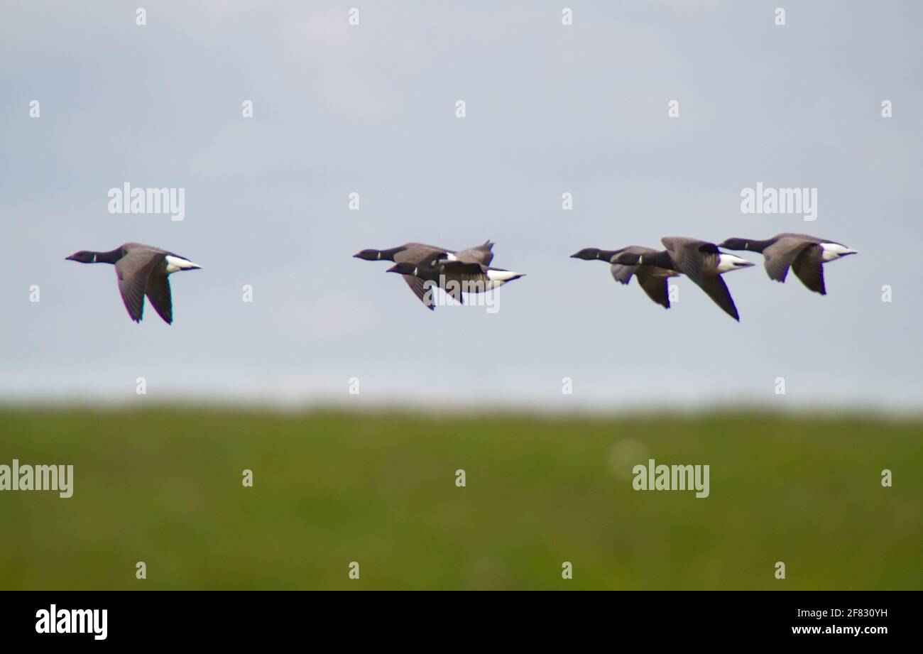 Bird migration: flock of Brant geese in flight above a grassy dike ...