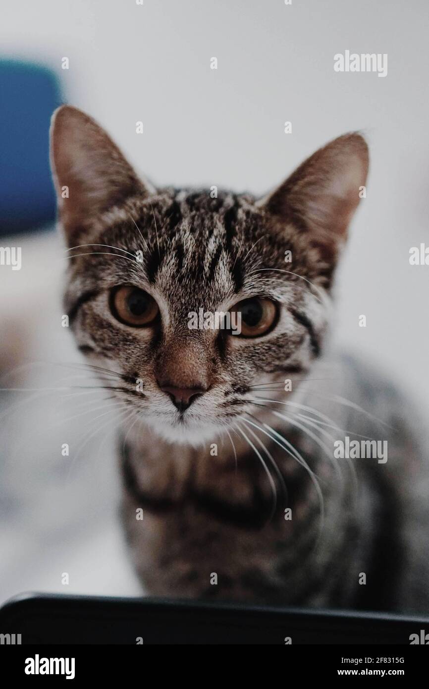 Cat slim hi-res stock photography and images - Alamy
