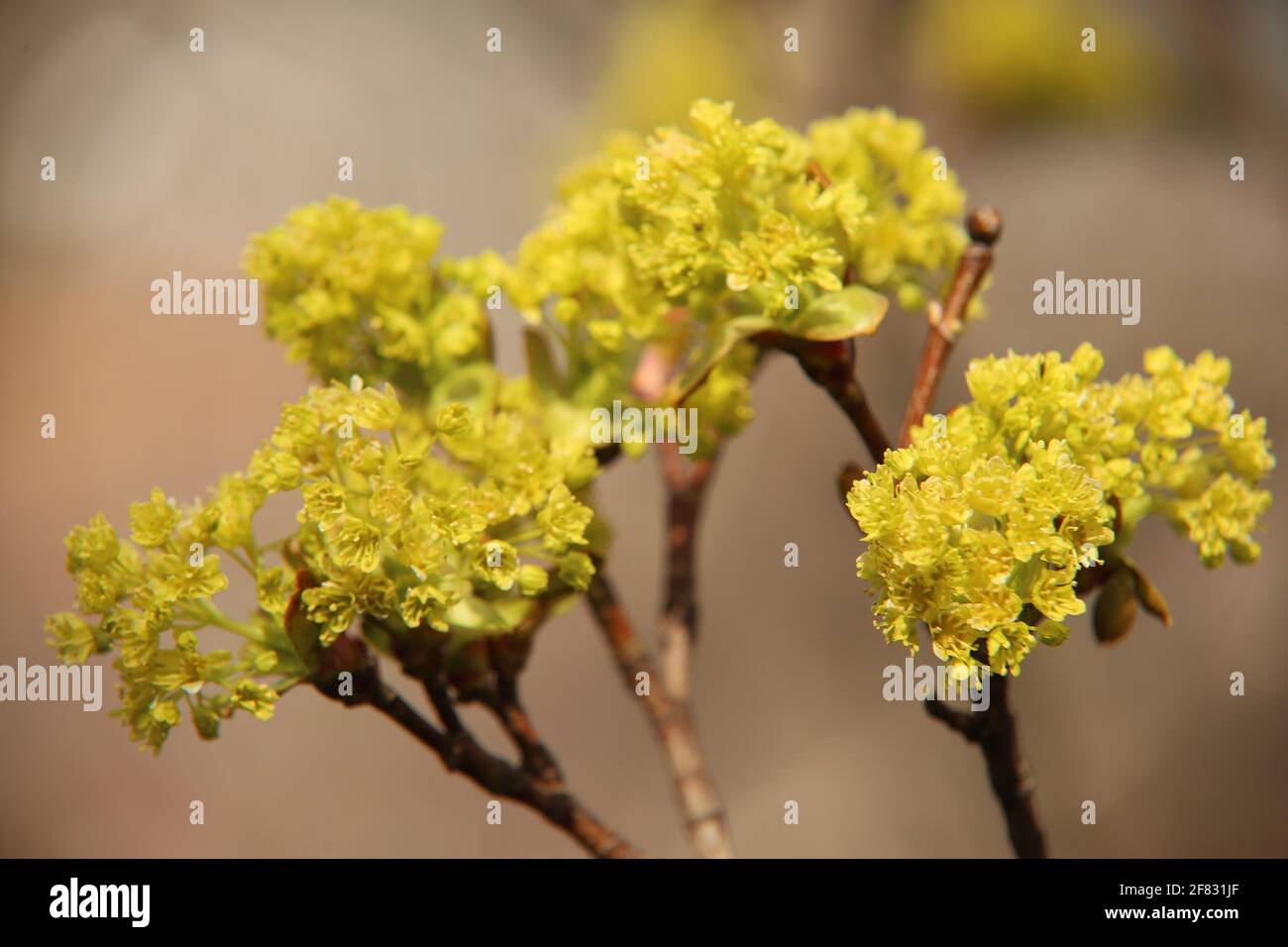 Wernigerode, Germany. 11th Apr, 2021. The blossoms of a maple tree ...