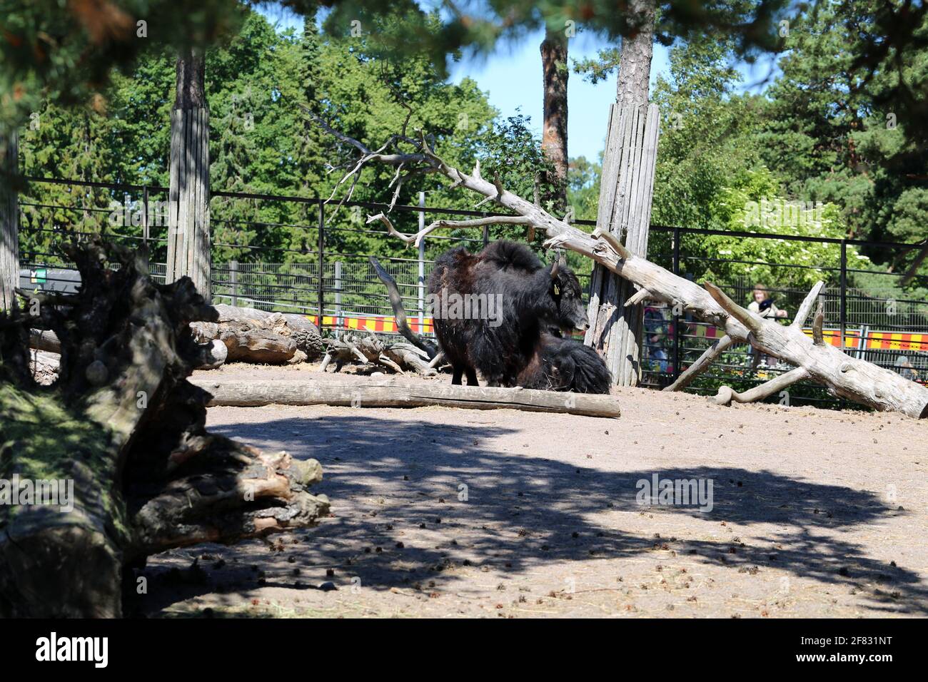 Buffalo zoo animals hi-res stock photography and images - Alamy