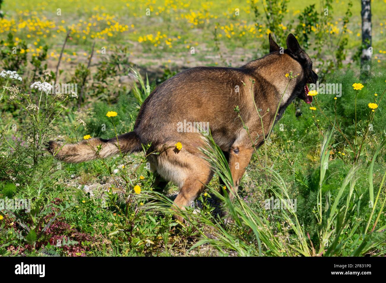 Dog taking a poop in the vegetation outdoor, beautiful field with ...