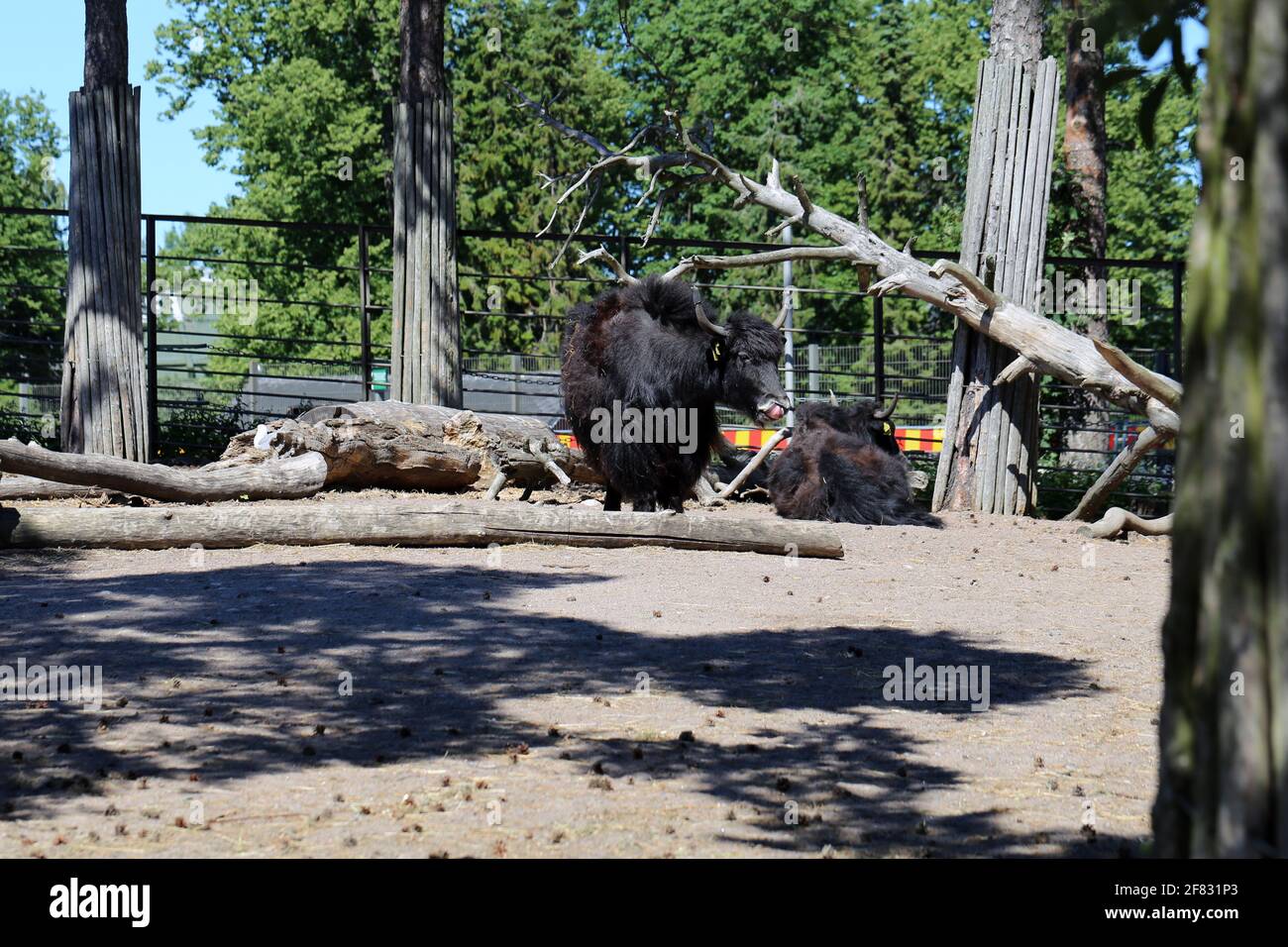 Wisent Bison Grass High Resolution Stock Photography and Images - Alamy