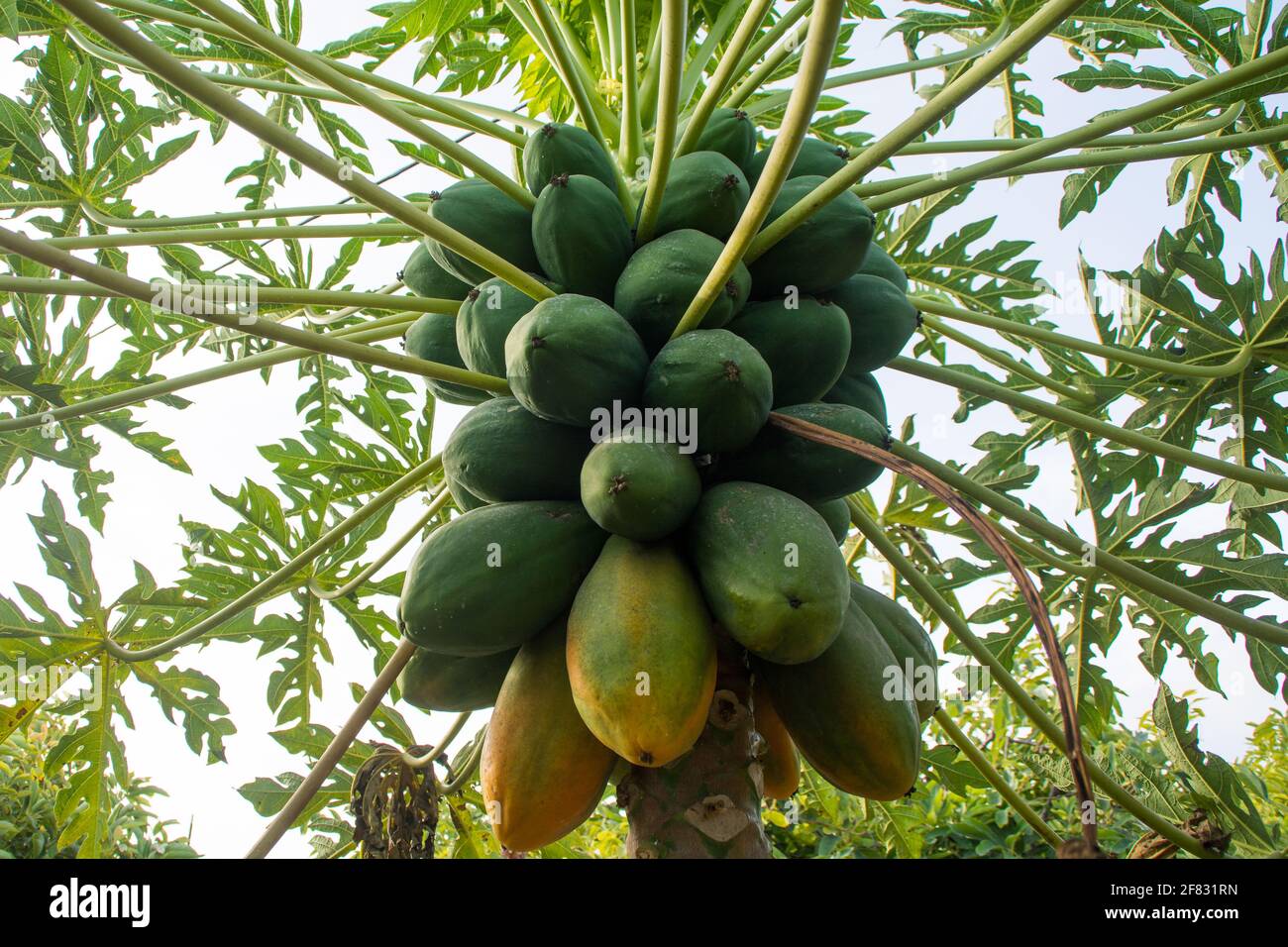 Ripening organic papaya hi-res stock photography and images - Alamy