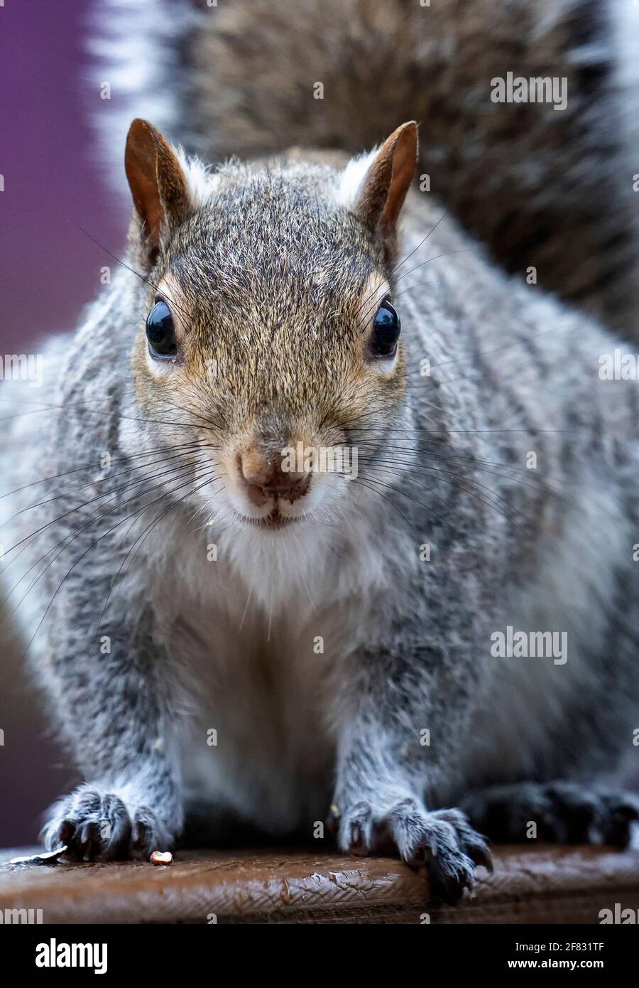 Pesky Squirrel comes to the back door Stock Photo - Alamy