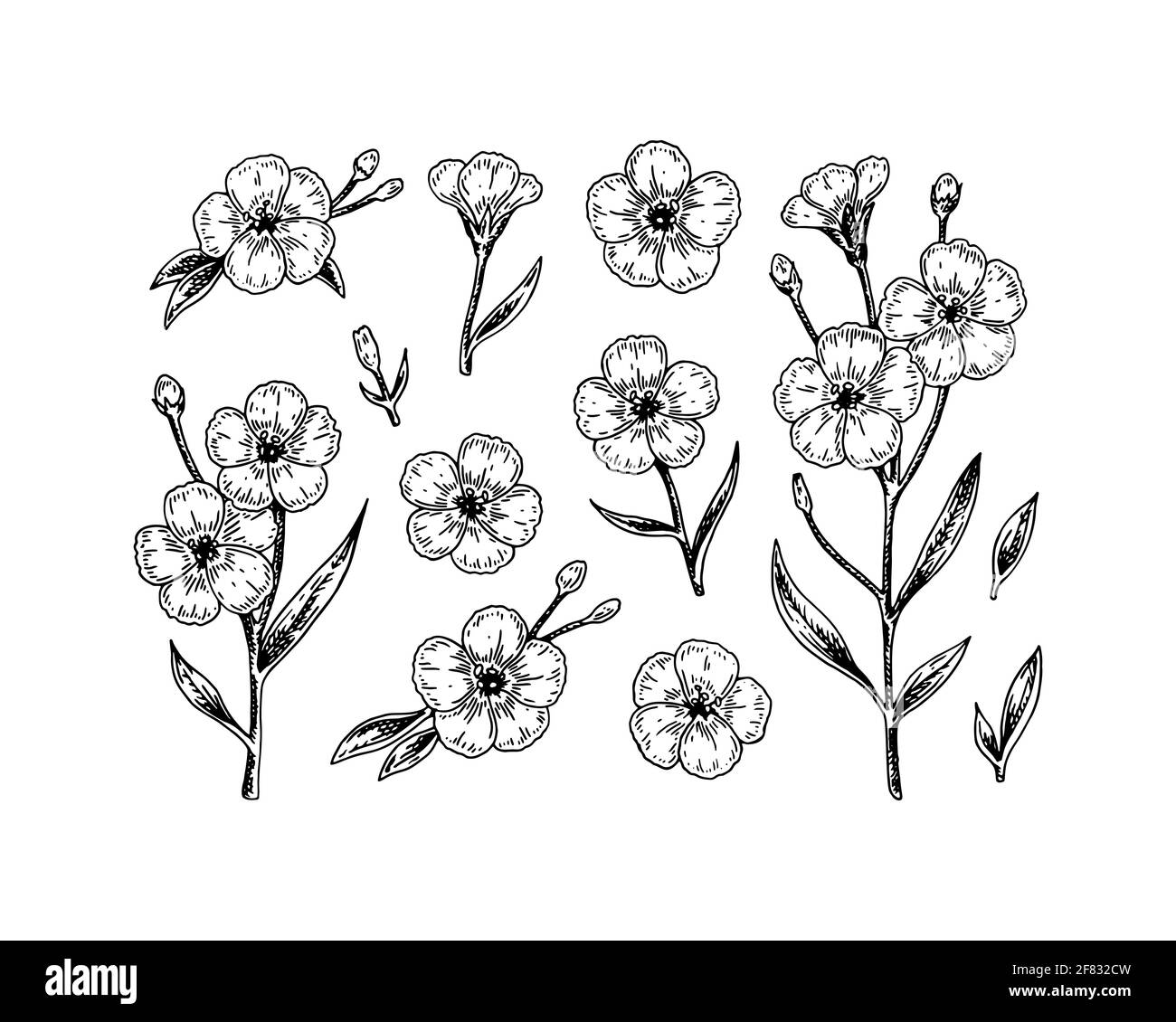 Set of hand drawn flax flowers and branches. Vector illustration in ...