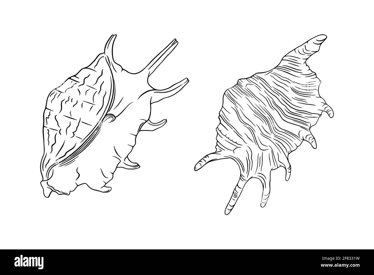 Conch seashell sketches. Tropical reef shell isolated in white ...