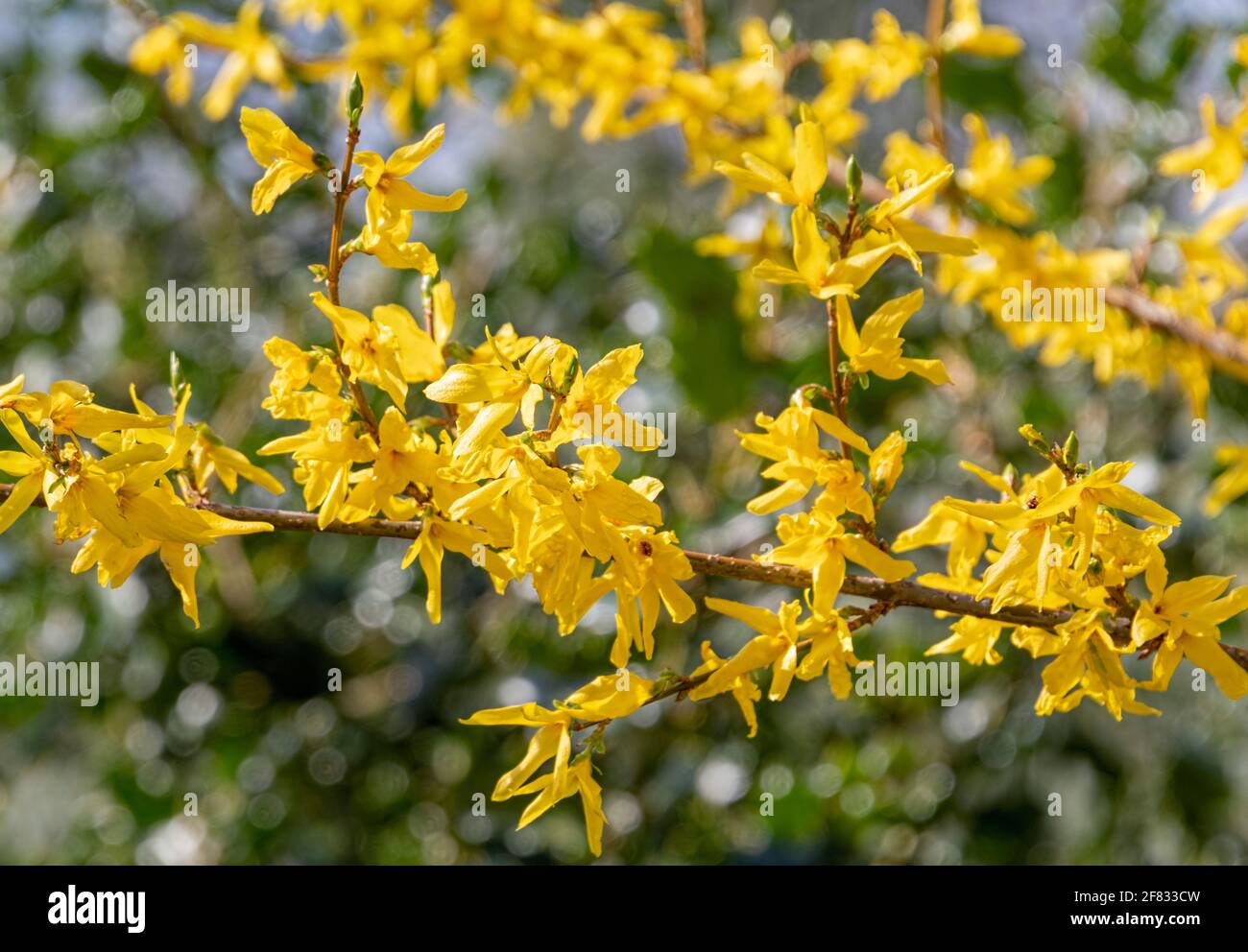 Forsythia europaea UK Stock Photo - Alamy