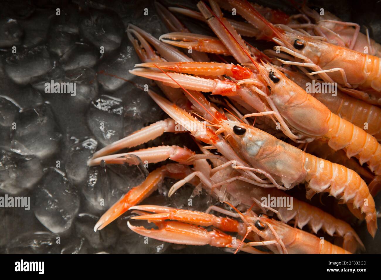 Norway lobster nephrops norvegicus hi-res stock photography and images ...
