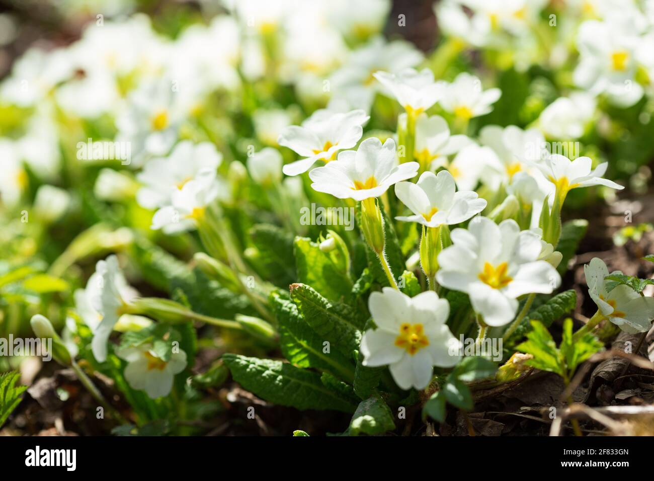 Spring flowers, bunch of white primrose or primula in a garden Stock ...