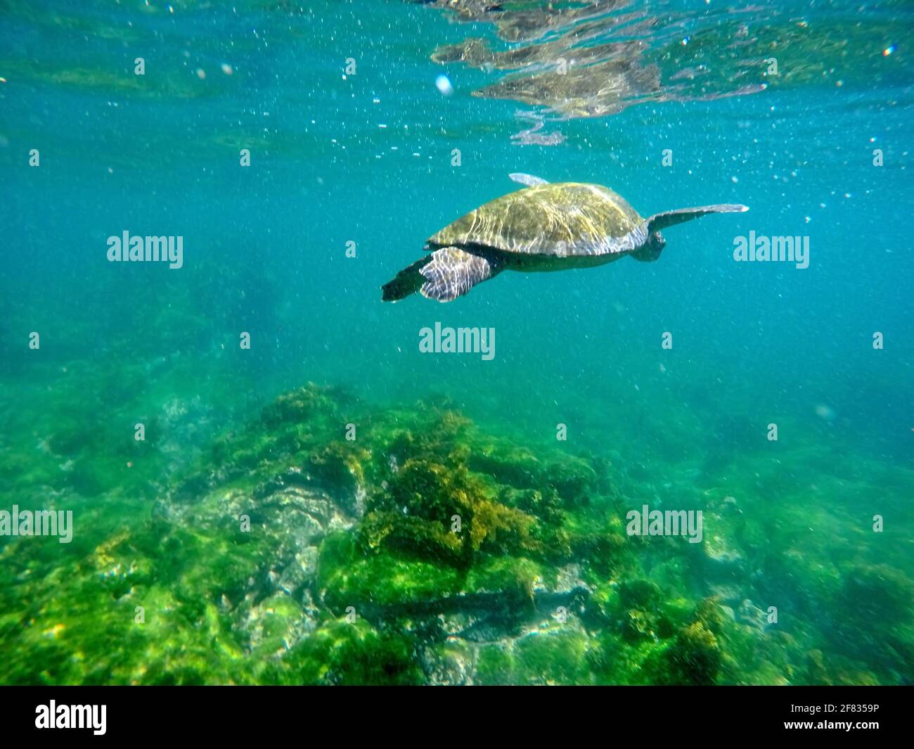 Galapagos green sea turtle swimming at Punta Espinoza, Fernandina ...