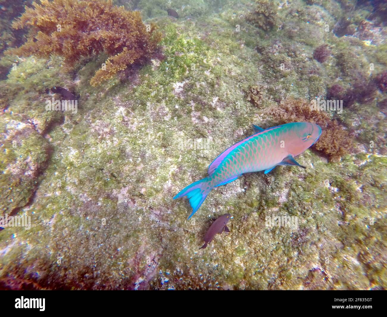 Blue parrot fish at Punta Espinoza, Fernandina Island, Galapagos ...