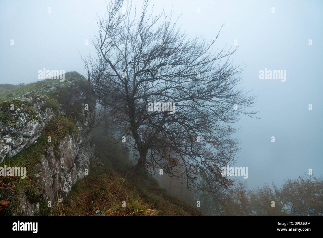 Mysterious Otzarreta forest. Gorbea natural park, Basque Country, Spain ...