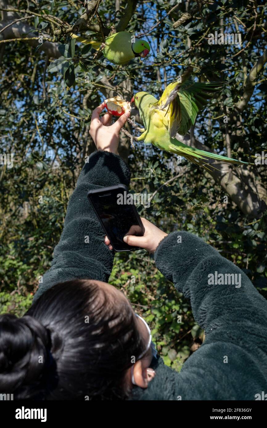 Park users feed the very common green Parakeets by hand, in Kensington ...