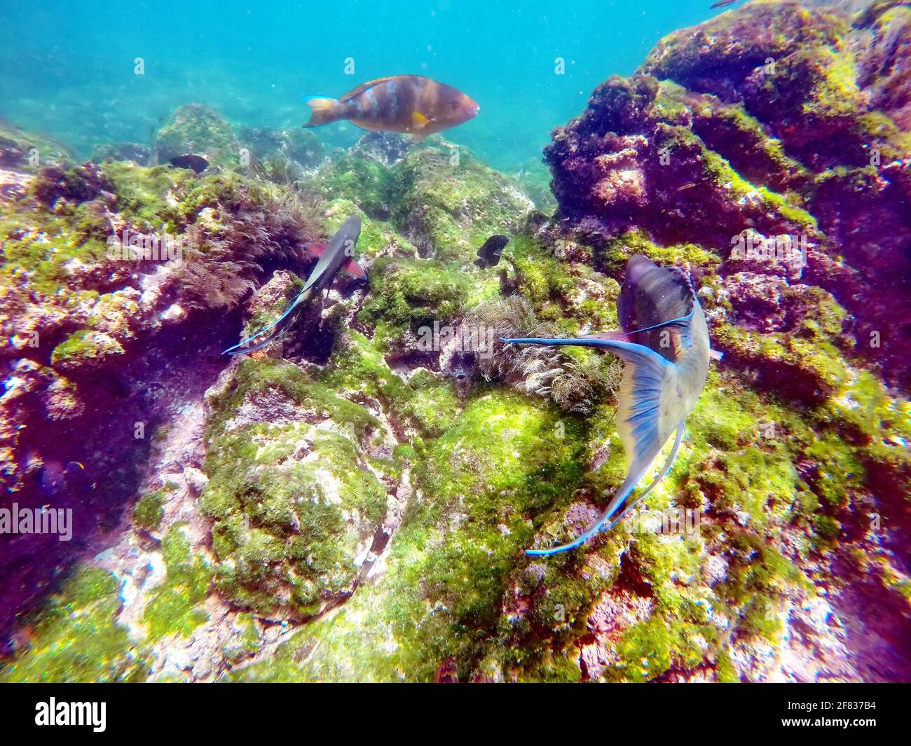 Parrot fish at Punta Espinoza, Fernandina Island, Galapagos, Ecuador ...