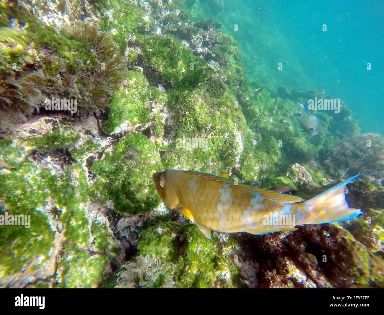 Orange and blue parrot fish at Punta Espinoza, Fernandina Island ...