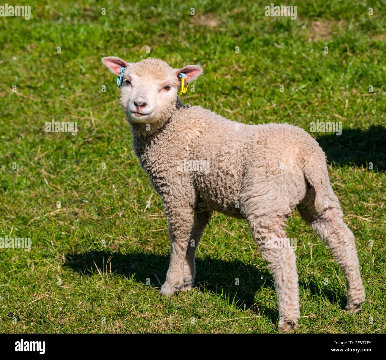 East Lothian, Scotland, United Kingdom, 11th April 2021. UK Weather ...